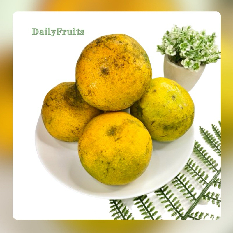 Jual Jeruk Medan Fresh Lokal 1 Kg | DailyFruits | Shopee Indonesia
