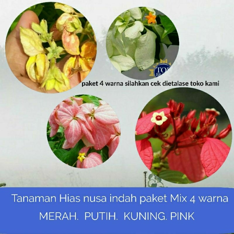 Jual Tanaman Nusa Indah bunga kuning dan paket 3 warna nusa merah putih ...