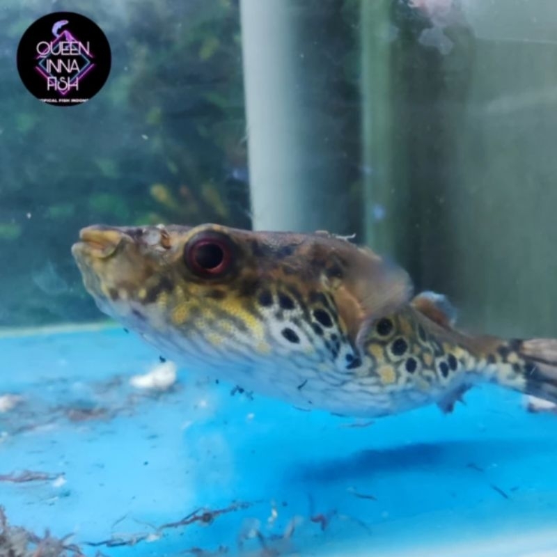 Jual Ikan Buntal Palembang / Humpback Puffer Fish / Buntal Bola ...