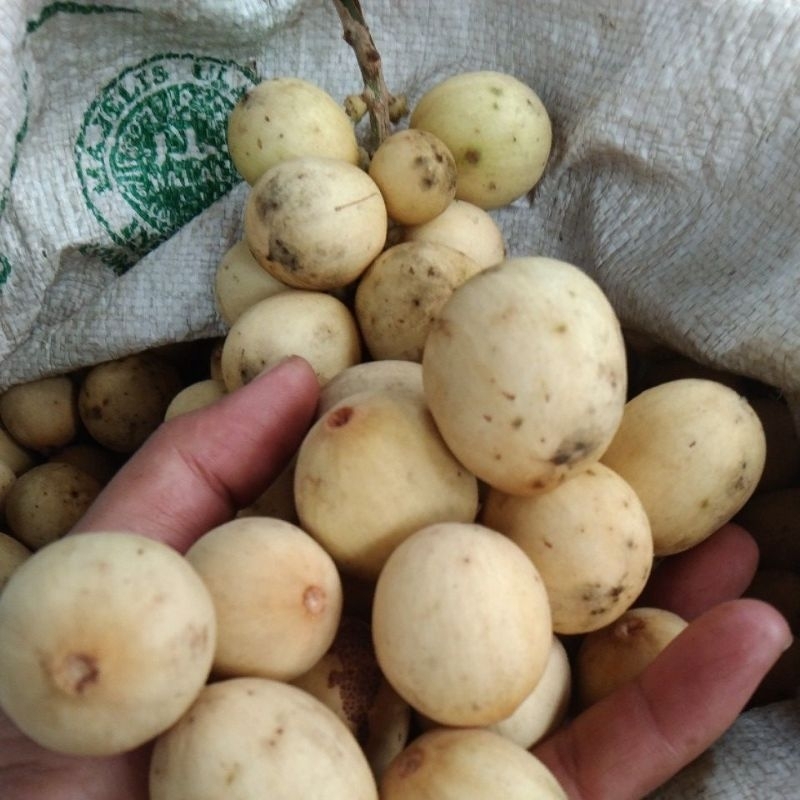 Jual Buah Langsat asem manis segar | Shopee Indonesia
