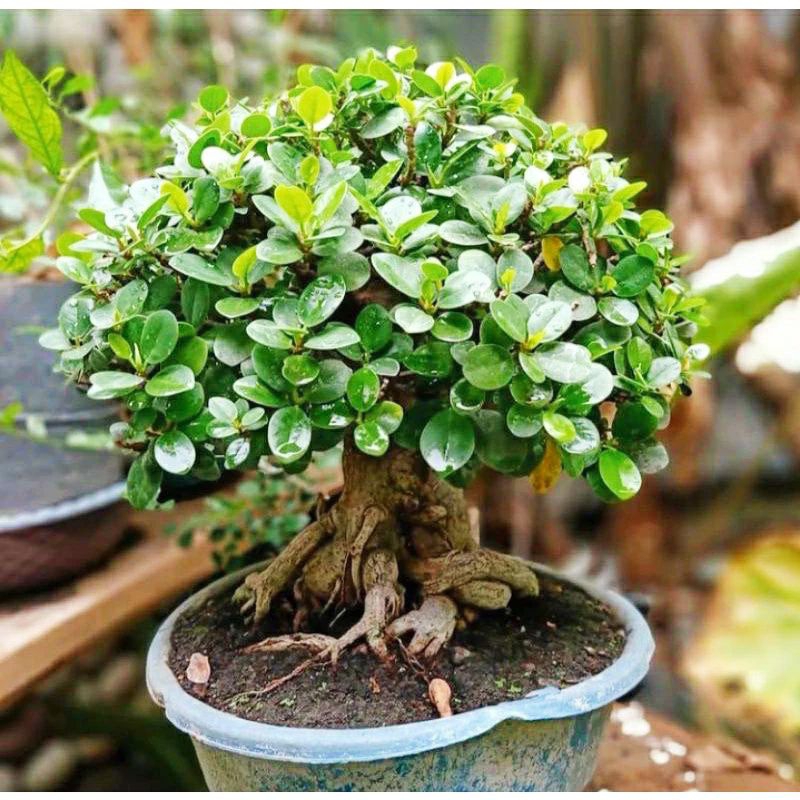 Jual Tanaman Hidup Bonsai Dolar Mangkok Daun Mikro | Shopee Indonesia