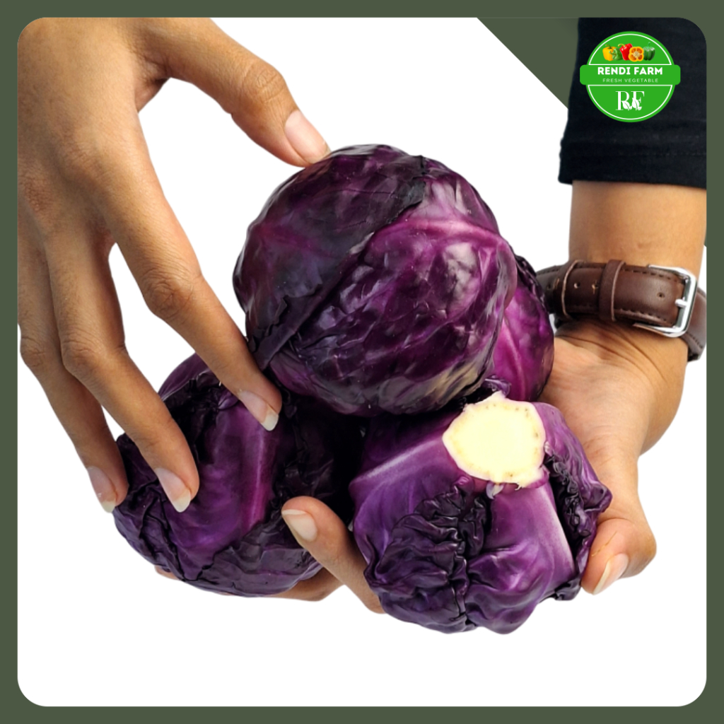 Jual BABY KOL MERAH / KOL MERAH KECIL / KOL MERAH MINI / | Shopee Indonesia