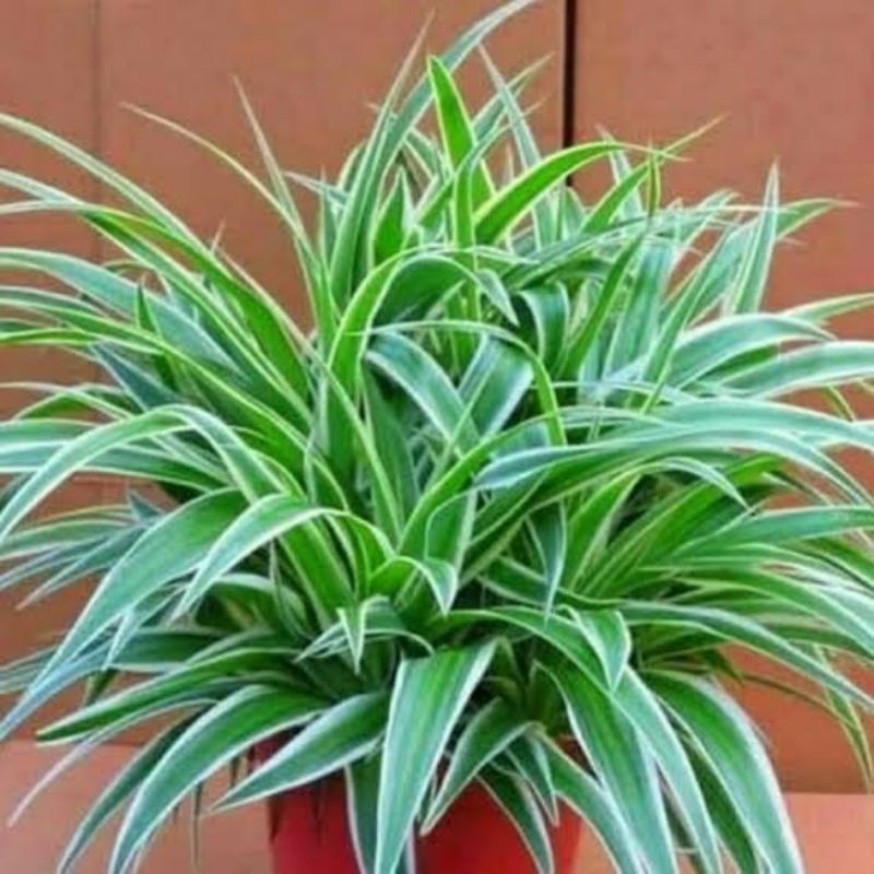Jual Tanaman Hias Lili Paris Spider Plant - Tanaman Buat Taman ...