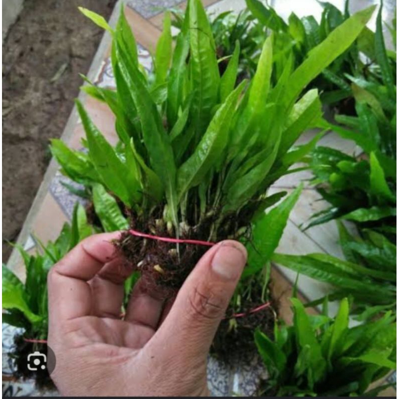 Jual kadaka tanaman air aquascape(10 daun)beli 5 gratis 1 | Shopee ...