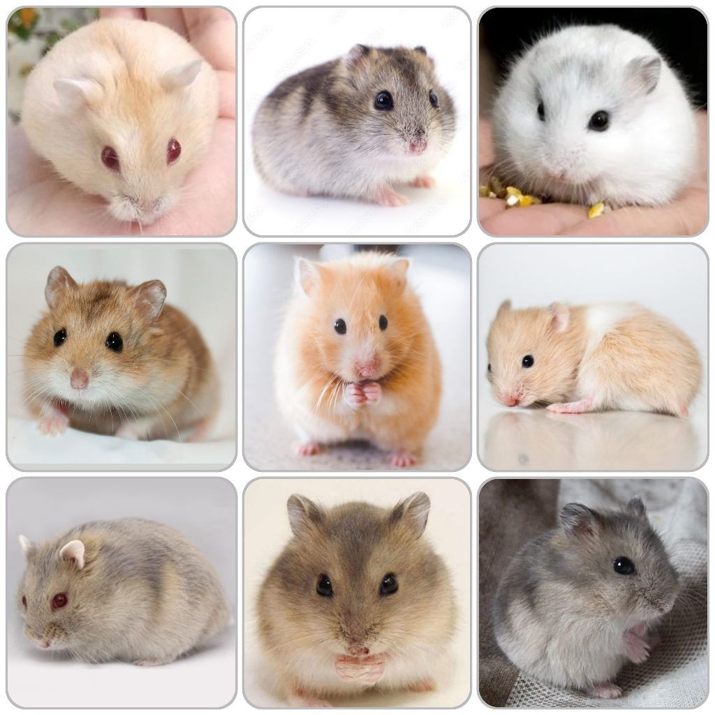 Jual Hamster Semua Varian - Khusus Kota Malang | Shopee Indonesia