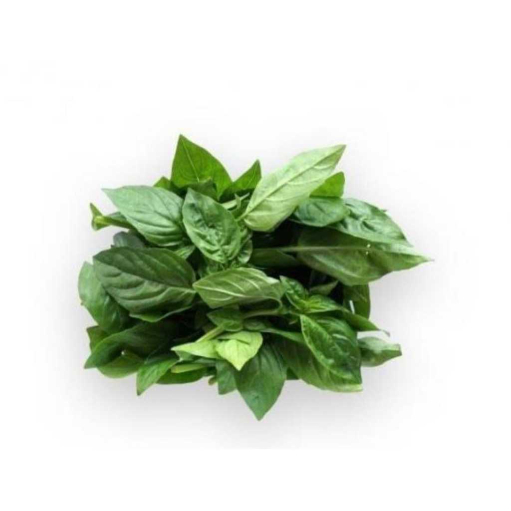 Jual Daun basil fresh, daun basil, daun basil segar | Shopee Indonesia