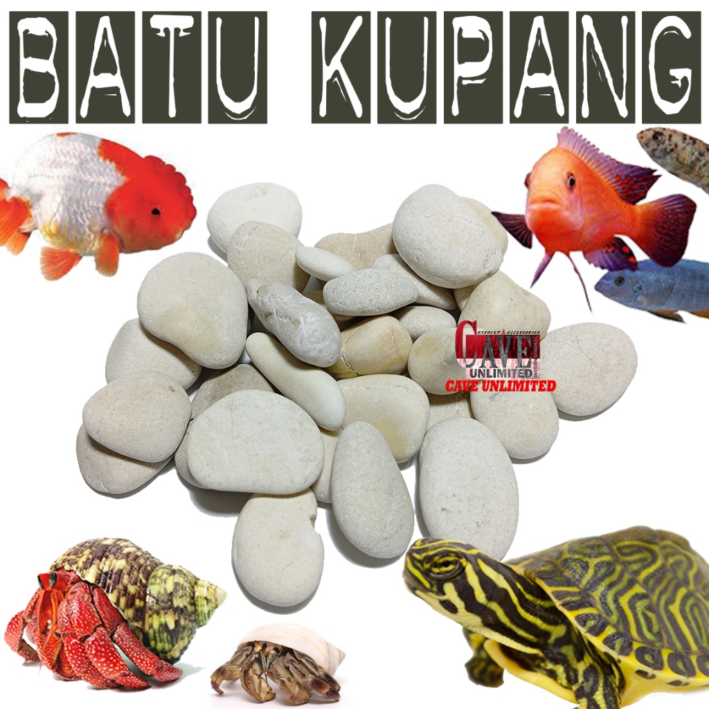 Jual BATU HIAS KORAL CORAL PUTIH KUPANG SUBSTRAT ALAS KANDANG REPTILE ...