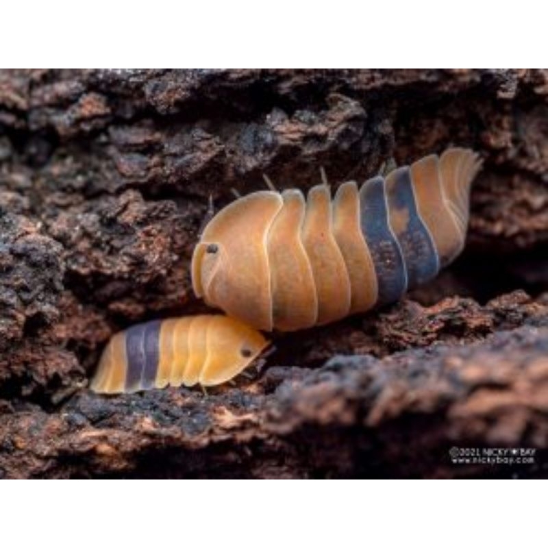 Jual ISOPOD/ISOPODA CUBARIS SP AMBER DUCKY | Shopee Indonesia