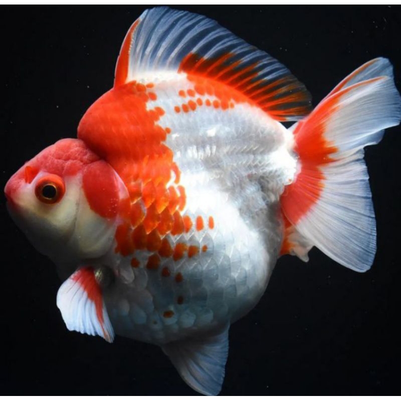 Jual Ikan Hias Mas Koki Ryukin Redwhite Punuk Unta Grade High Quality ...