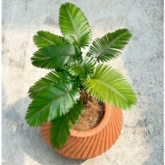 Jual tanaman palem paris, tanaman hias palem rotan mini | Shopee Indonesia