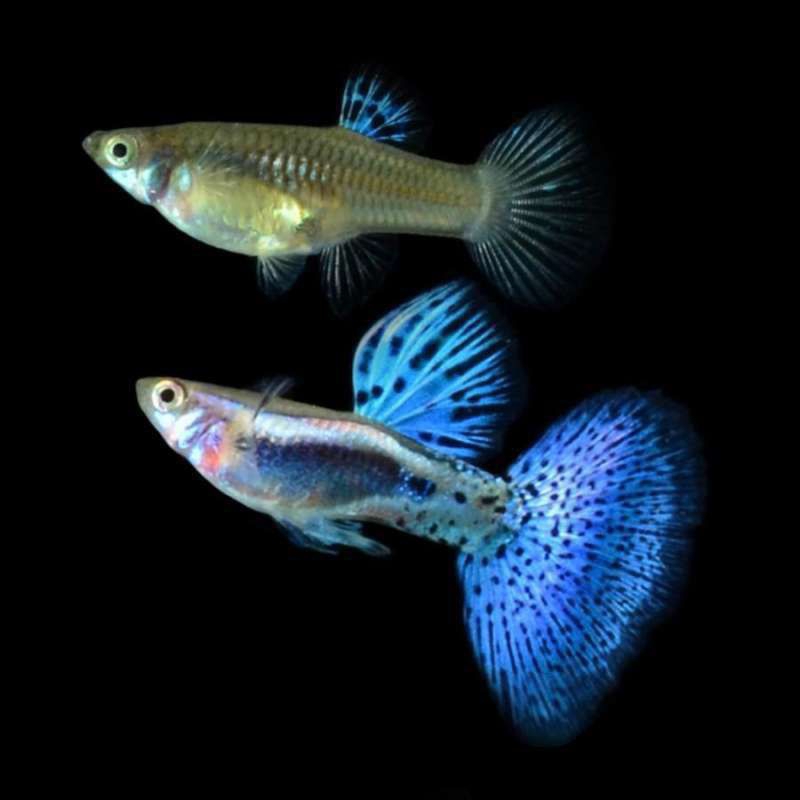 Jual ikan Guppy blue grass hiasan aquarium dan aquascape | Shopee Indonesia