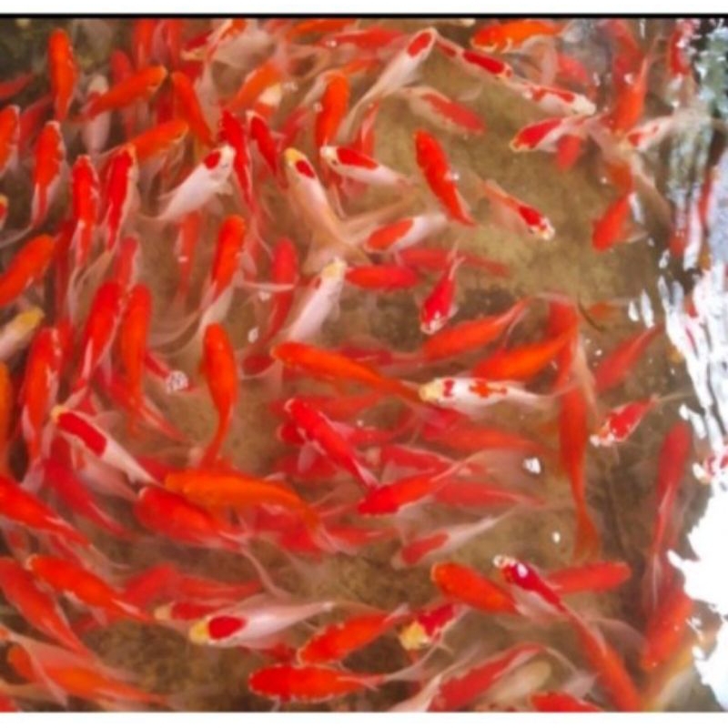 Jual ikan komet slayer | Shopee Indonesia