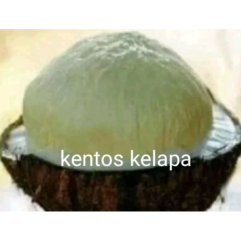 Jual kentos kelapa / kelapa kentos | Shopee Indonesia