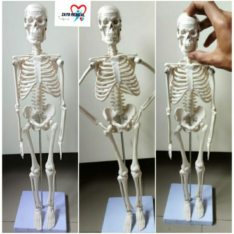 Jual PHANTOM MANIKIN TENGKORAK MANUSIA MINI/ MANIKIN KERANGKA-TENGKORAK ...