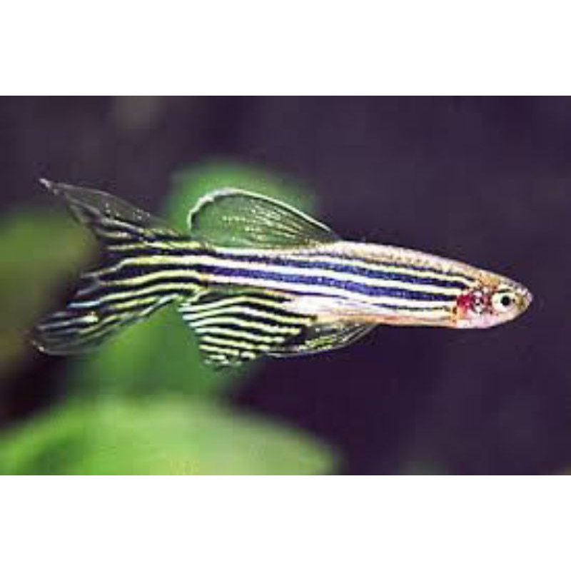 Jual ikan hias Danio slayer ( real slayer ) | Shopee Indonesia