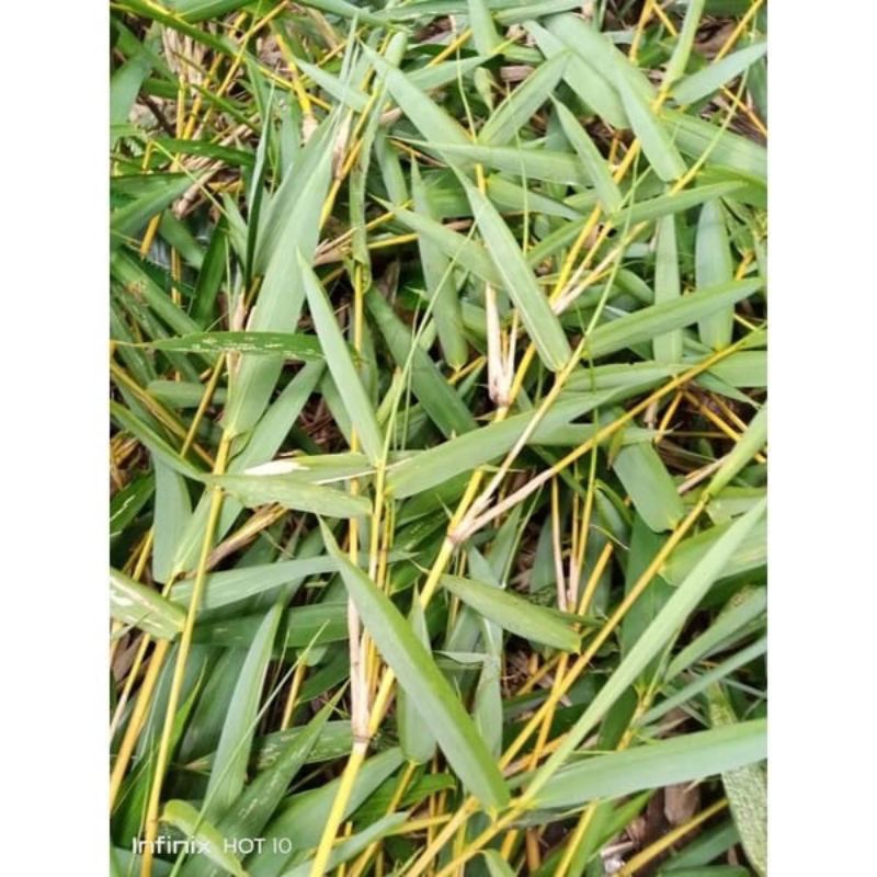 Jual Daun bambu kuning segar 250 gram | Shopee Indonesia