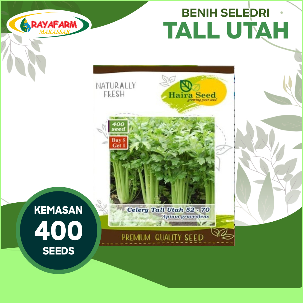 Jual Benih Bibit Seledri Batang Besar Tall Utah 52-70 isi 400 Seed ...