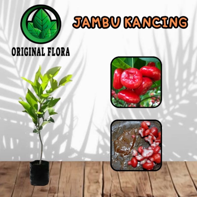 Jual Bibit Jambu Air Kancing Tanaman Jambu Pohon Jambu Kancing | Shopee ...