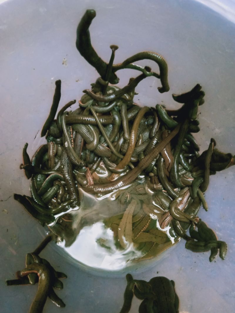 Jual LINTAH TERAPI STERIL - siap pakai dan 100% lintah baru | Shopee ...