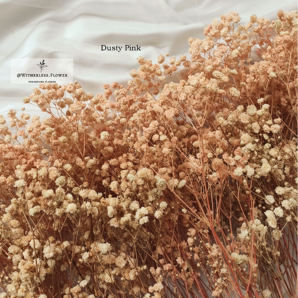 Jual 25 gr Preserved Baby Breath / Dried Flower Awetan / Bunga Kering ...