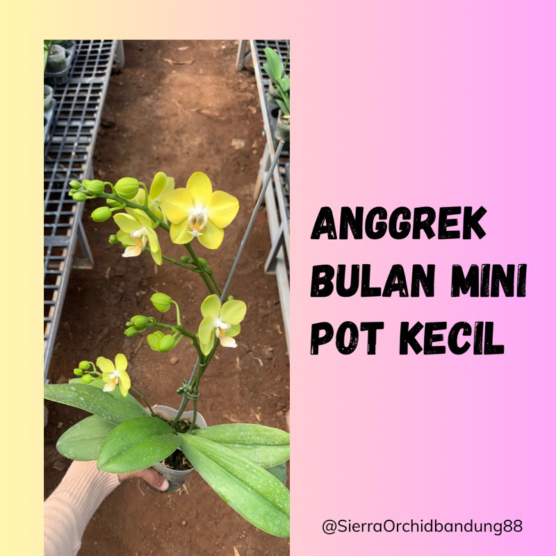 Jual ANGGREK BULAN MINI ( 500gr ) | Shopee Indonesia