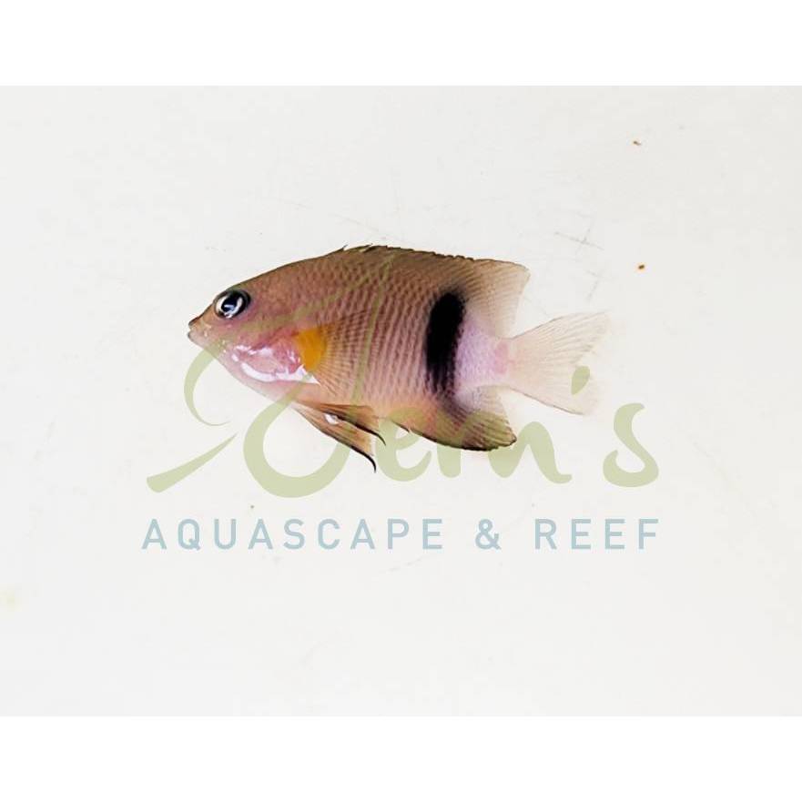 Jual Ikan Air Laut Betok Putri Bali Merah (Black Bar Damselfish ...