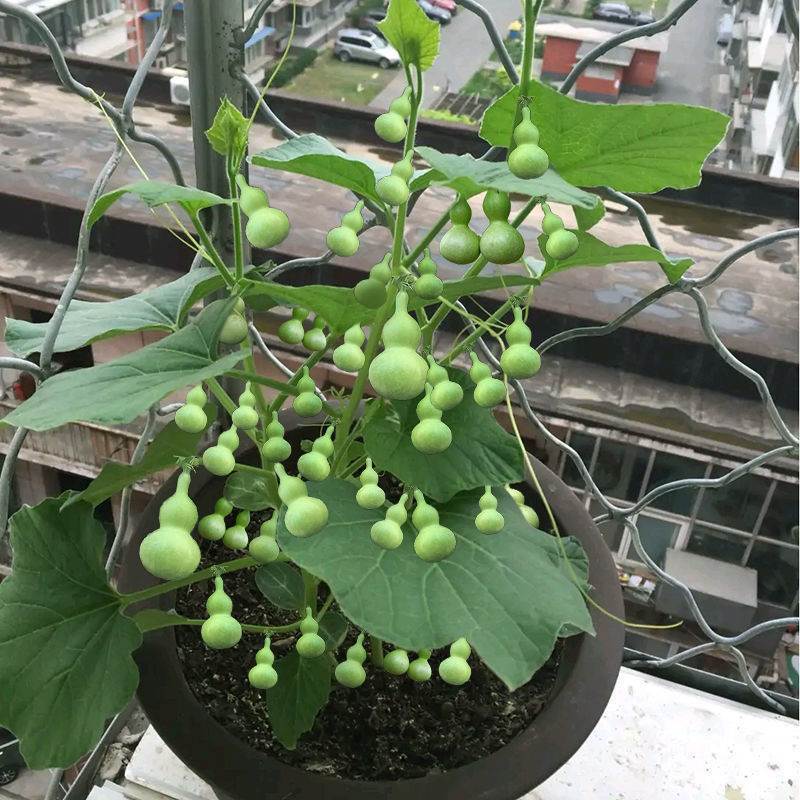 Jual Benih Labu Botol 10 Biji | Shopee Indonesia