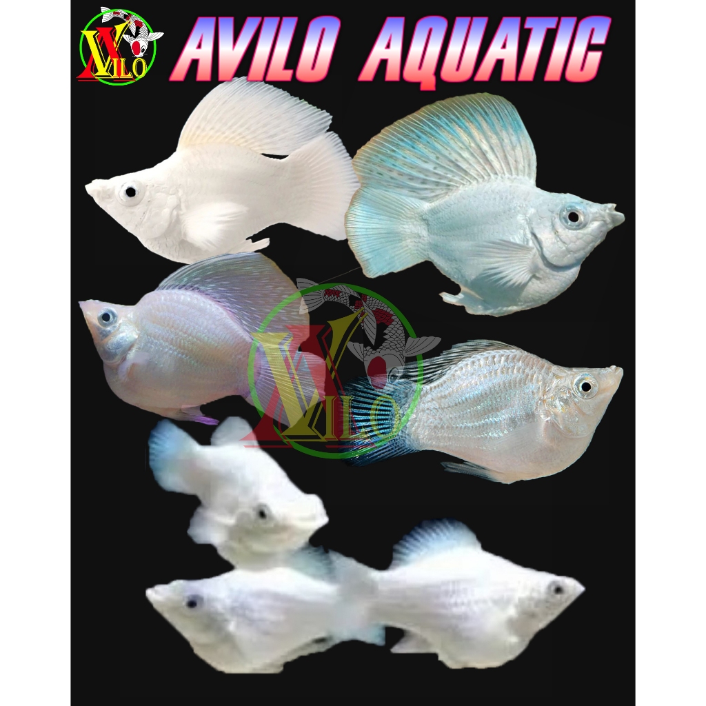 Jual ikan hias molly moli balon platinum putih ekor bulat aquascape ...