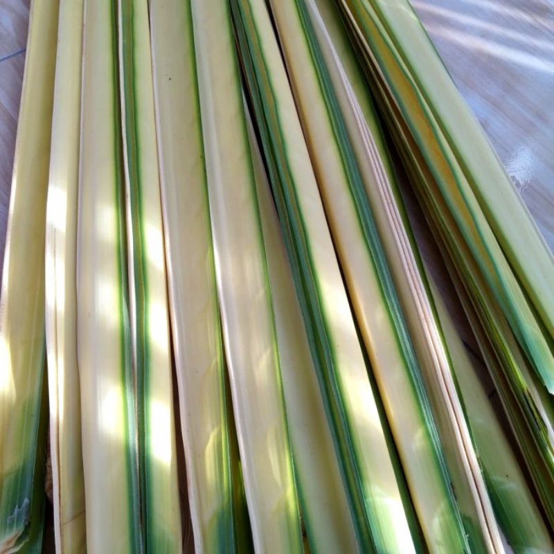 Jual Daun Kelapa Muda Janur Kuning 25 Lidi Fresh | Shopee Indonesia