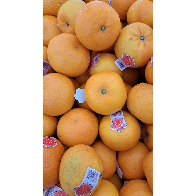 Jual Jeruk Mikam Sakura RRC Banyak Air 1 Kg | Shopee Indonesia