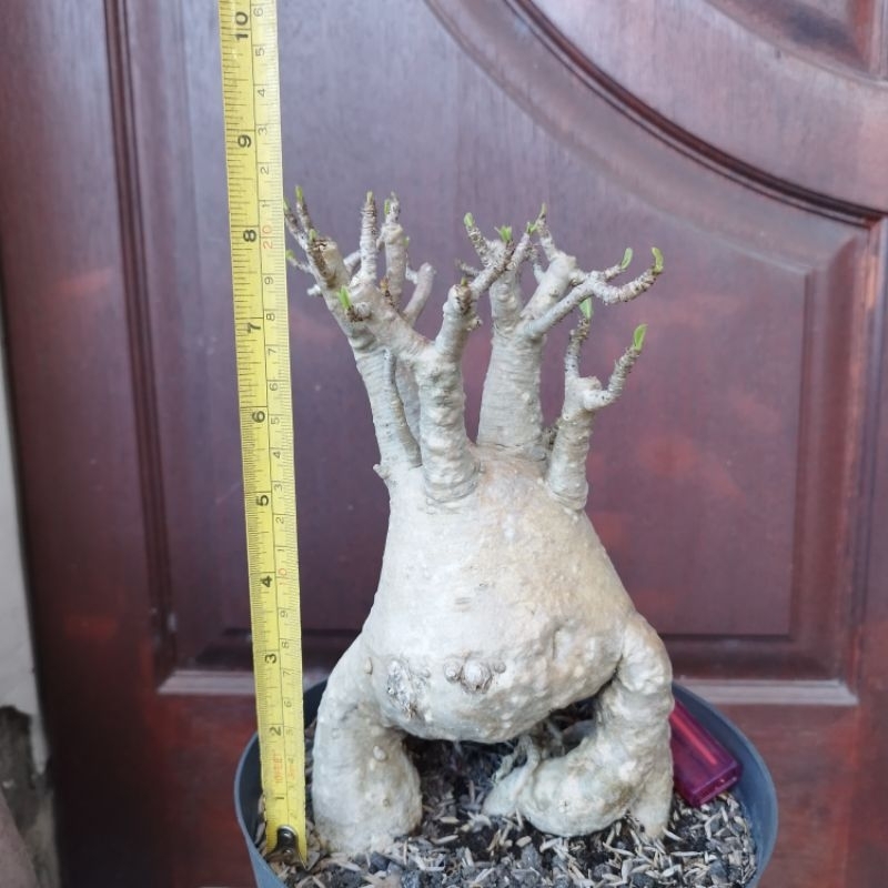 Jual Adenium Arabicum Black RCN | Shopee Indonesia