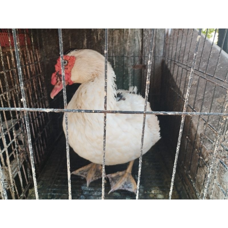 Jual Entog Betina Jantan Entog Entok Lokal Betina Jantan Entok Potong ...