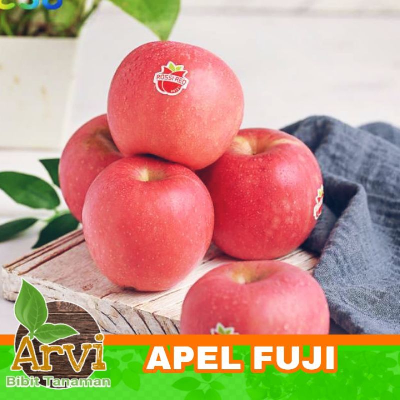 Jual TANAMAN APEL FUJI CANGKOK | Shopee Indonesia