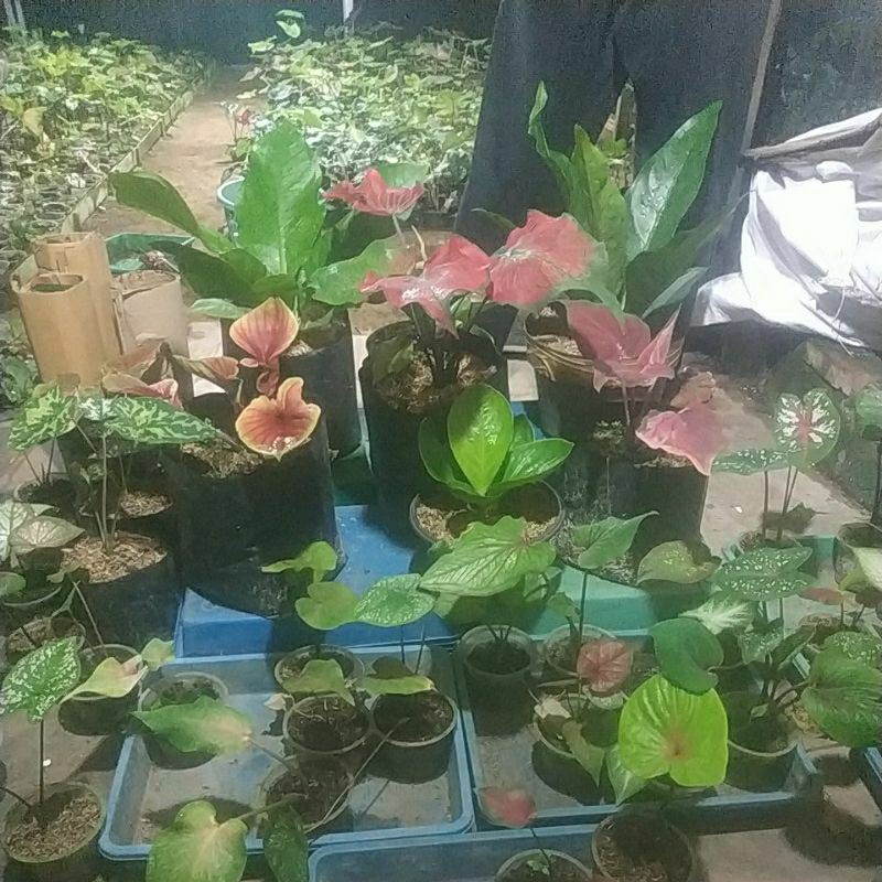 Jual paket keladi murah 50rb isi 4 + 1 bonus | Shopee Indonesia