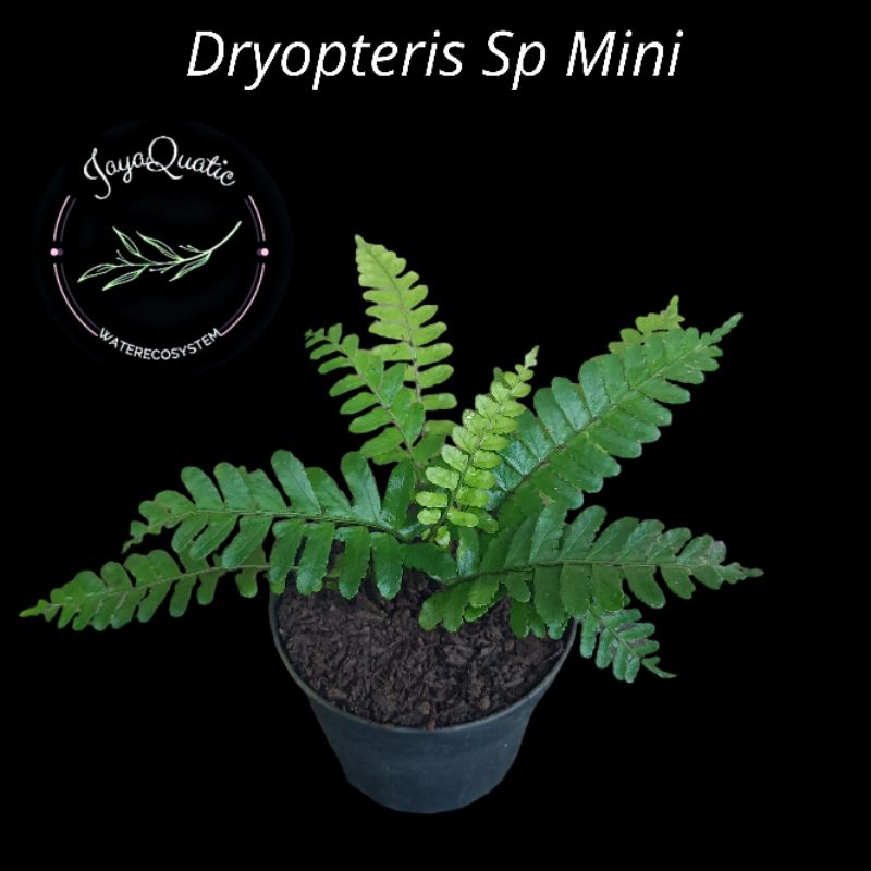 Jual Dryopteris Sp Mini - Tanaman Hias Paludarium Terrarium Paku-pakuan ...