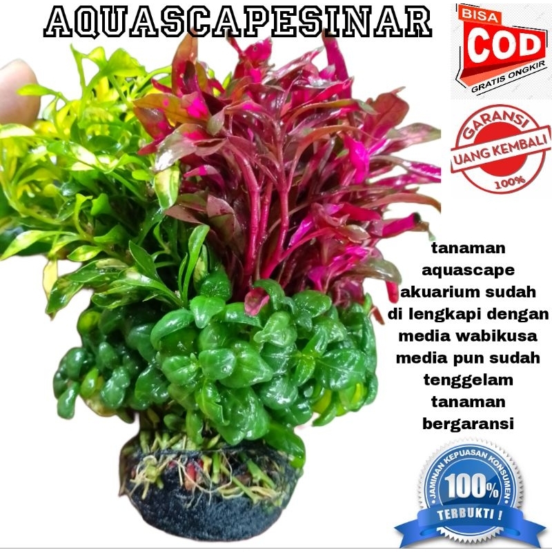 Jual tanaman aquascapea angguran-triminil mix kombinasi kerokot media ...