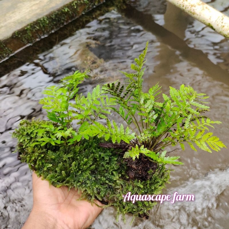 Jual hardscape kayu rentek pakis rujug full Moss aquascape/paludarium ...