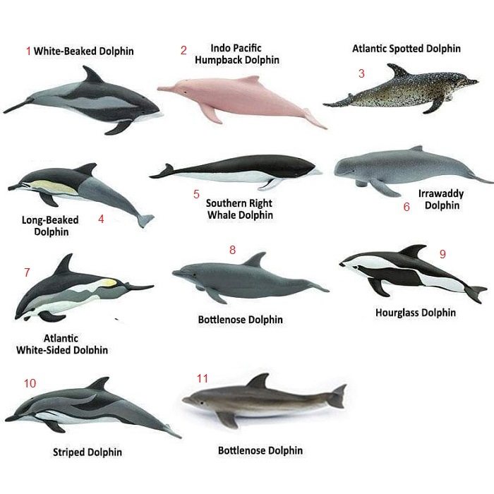 Jual Mainan Miniatur Jenis Ikan Lumba Lumba Dolphin Hidung Botol Sirip ...