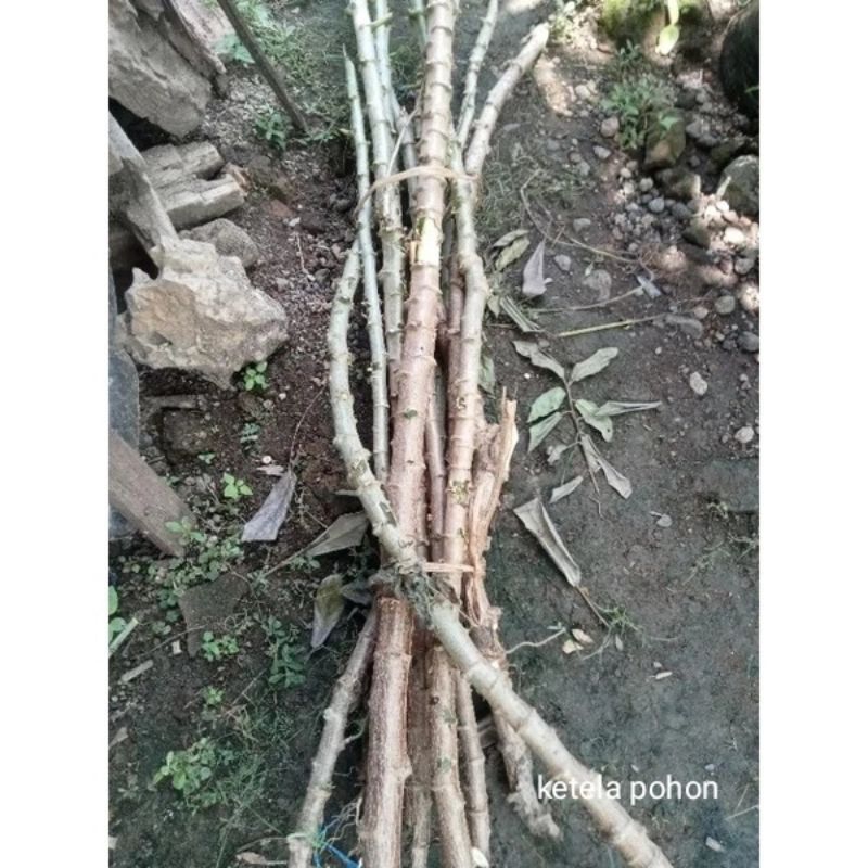 Jual stek ketela pohon isi (5 stek) | Shopee Indonesia