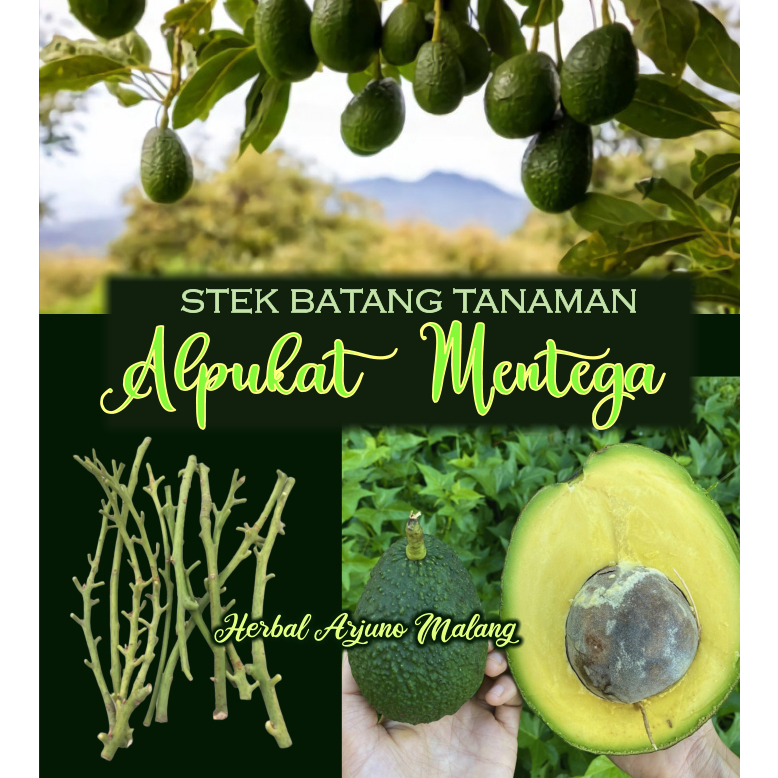 Jual (5pcs) Stek Batang Tanaman Pohon Alpukat Alpokat Pokat Apukat ...