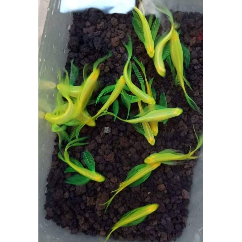 Jual Ikan Hias DANIO SLAYER Hijau Ijo ISI 30 | Shopee Indonesia