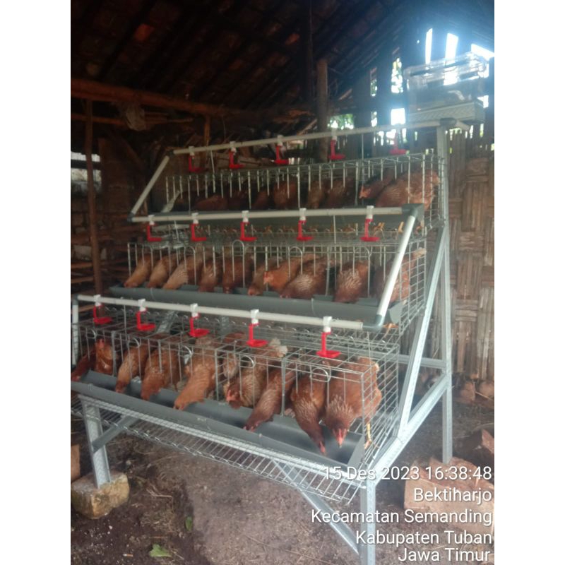 Jual Kandang Batre Galvanis Ayam Petelur Full Set Lengkap Kapasitas 20, 24 & 30 Ekor | Shopee ...