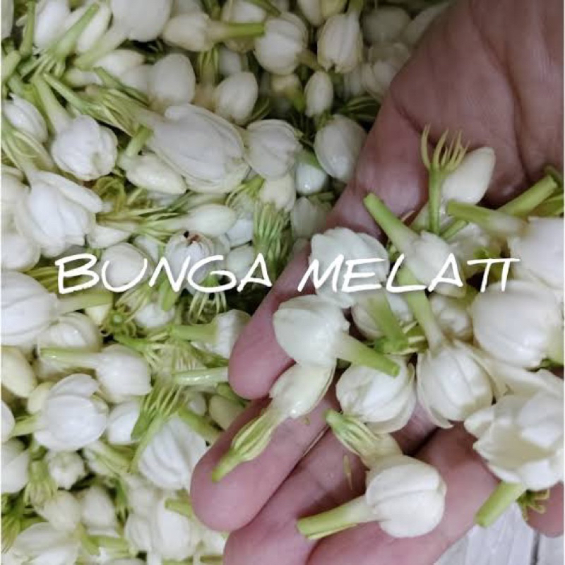 Jual JUAL MELATI PALING SEGAR DIBALI MURAH /Jual bunga Melati/Melati ...