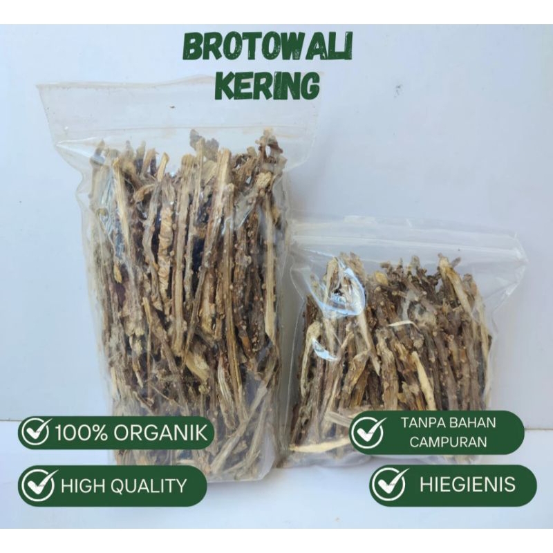 Jual Batang Brotowali/Antawali Kering Sistem Pengeringan Dengan Oven ...