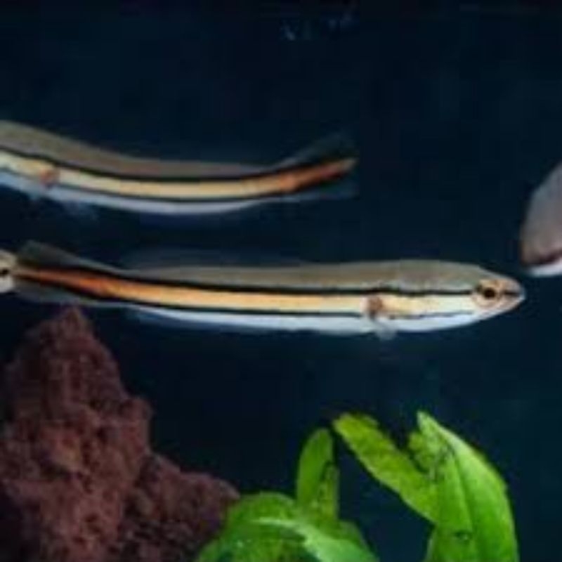 Jual stiker biasan aquarium toman 10 12cm | Shopee Indonesia