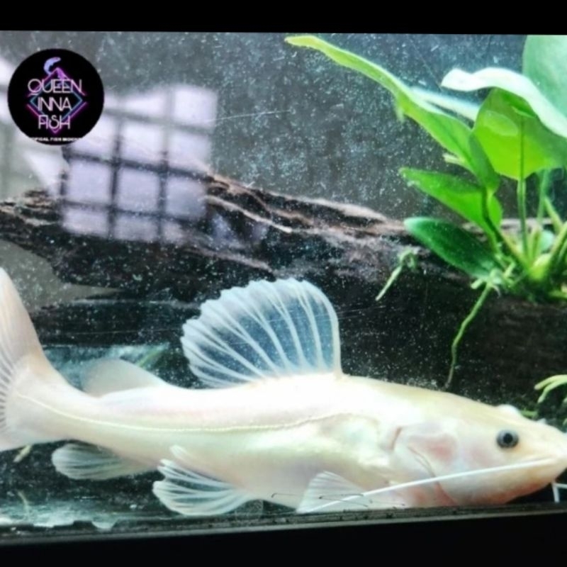 Jual Red Tail Catfish Morph Panda | RTC Phantom RARE Ikan Import ...