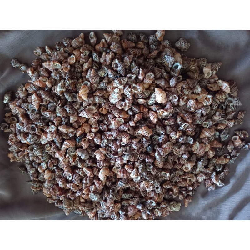 Jual Cangkang kerang Siput Laut Titufa 100 gram | Shopee Indonesia