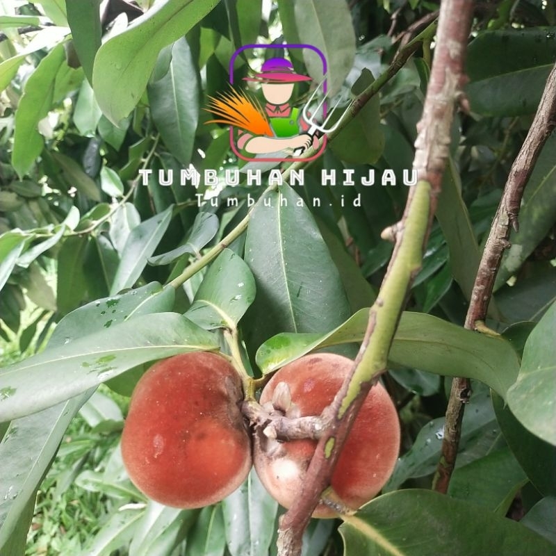 Jual BUAH BISBUL BUAH MENTEGA MERAH LANGKA, BUAH SAMOLO 1 KG | Shopee ...
