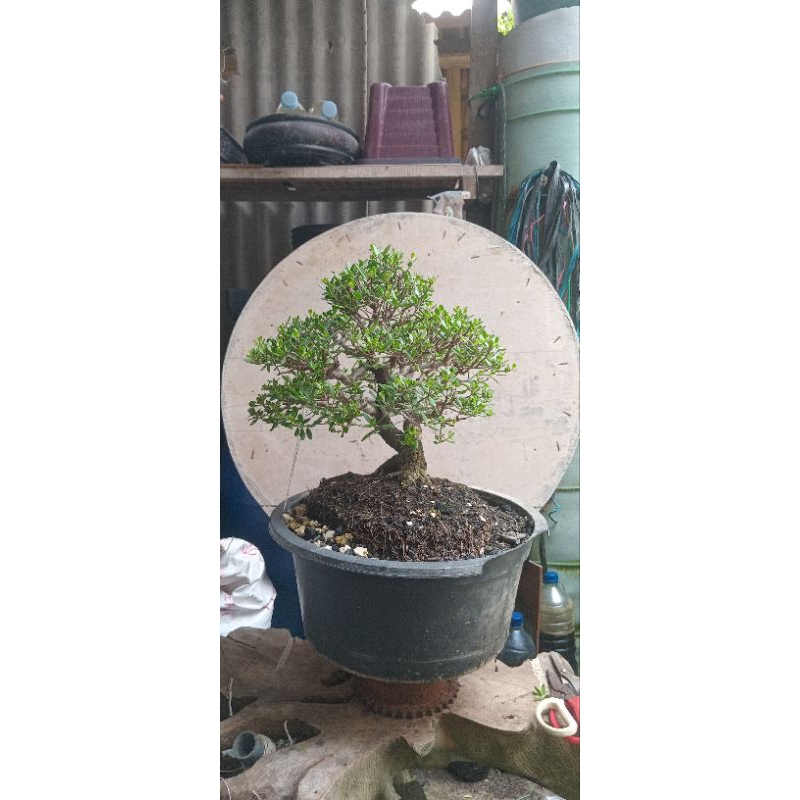 Jual bonsai santigi realpict | Shopee Indonesia