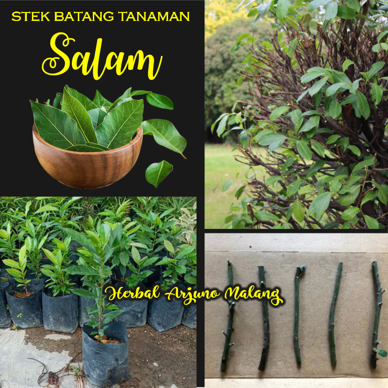 Jual (5pcs) Stek Batang Tanaman Pohon Salam Gowok Manting Maselangan ...